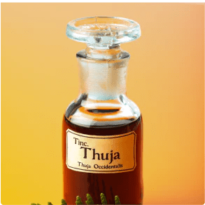 Thuja Extract – Dr Batra's